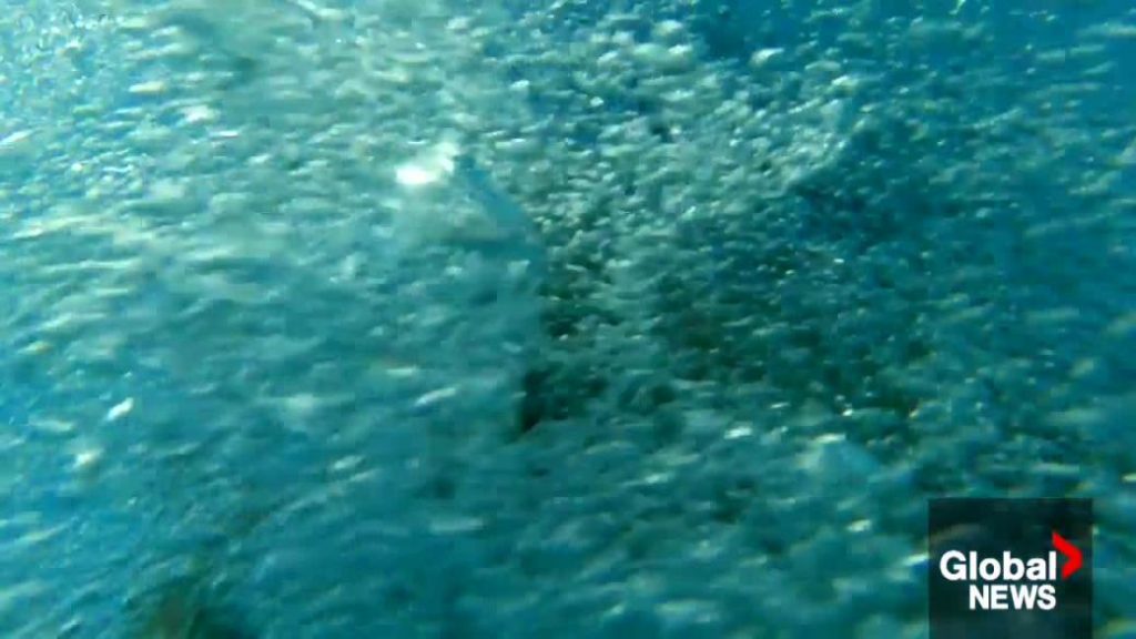 High Levels of Pollution in Paris's Seine River as Olympics Approach ...